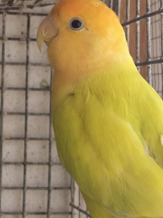 Agapórnis caturras Águas Santas • OLX.pt