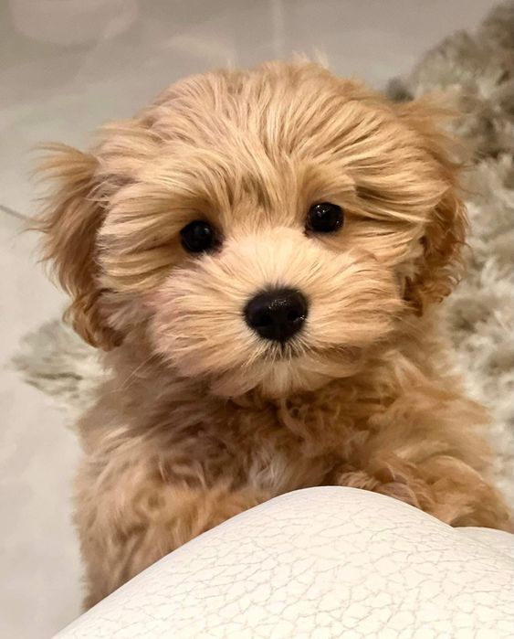 Maltipoo doodle suczka Warszawa Mokotów • OLX.pl