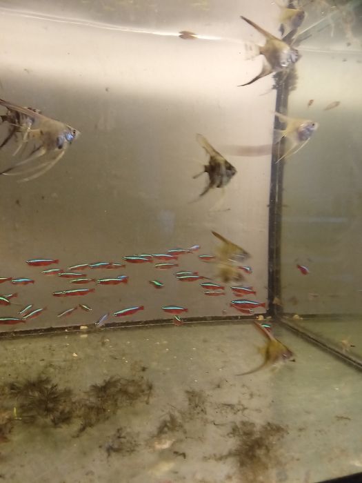 Rybki Neonki czerwone Bytom • OLX.pl