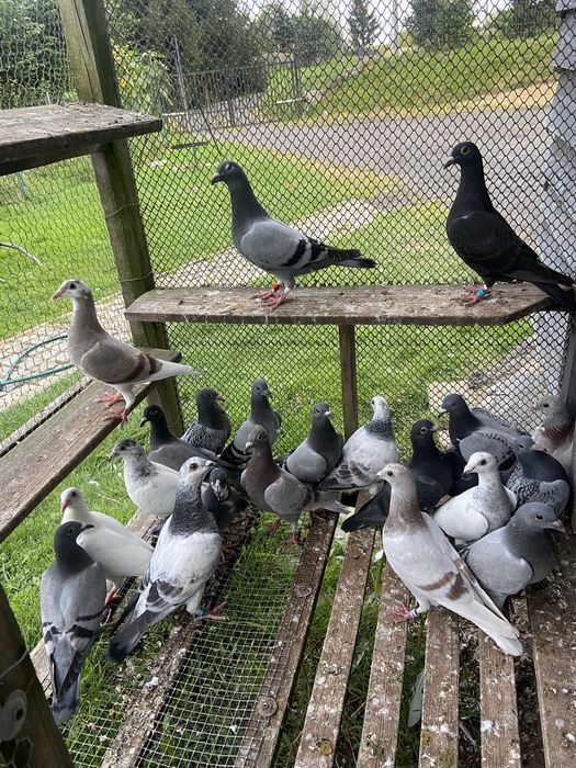 Golebie młode pocztowe Lubań • OLX.pl