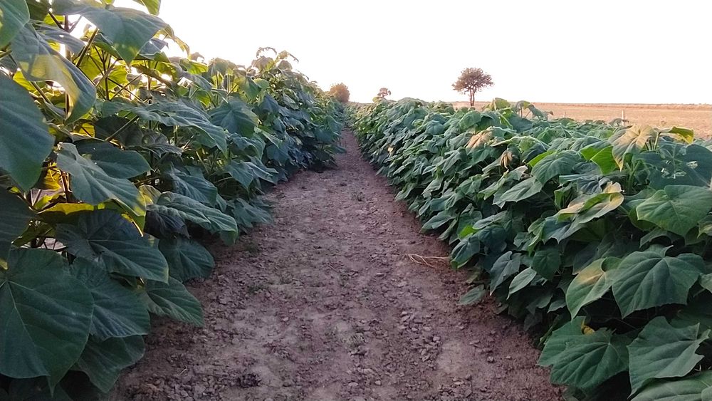 Paulownia shan tong, drzewo tlenowe, paszport, karpa, korzeń Łopiennik ...