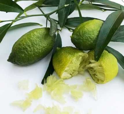 Planta de Limão Caviar diversas cores Viseu • OLX Portugal