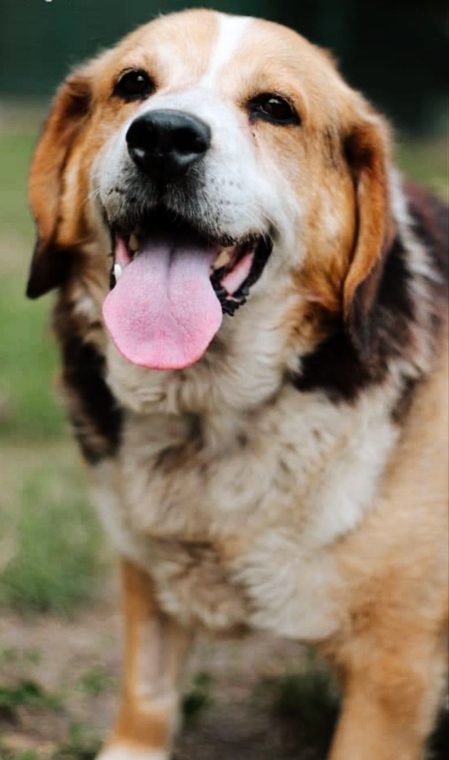 Psiak w typie Beagle z charakterem Labka... Bydgoszcz • OLX.pl Psiak w typie Beagle z charakterem Labka... Bydgoszcz • OLX.pl