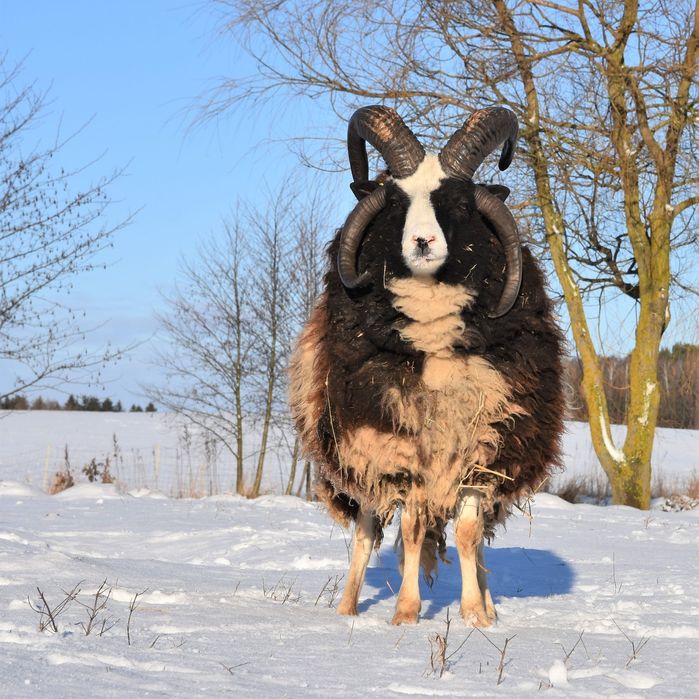 Owce Świętego Jakuba Bukwałd • OLX.pl
