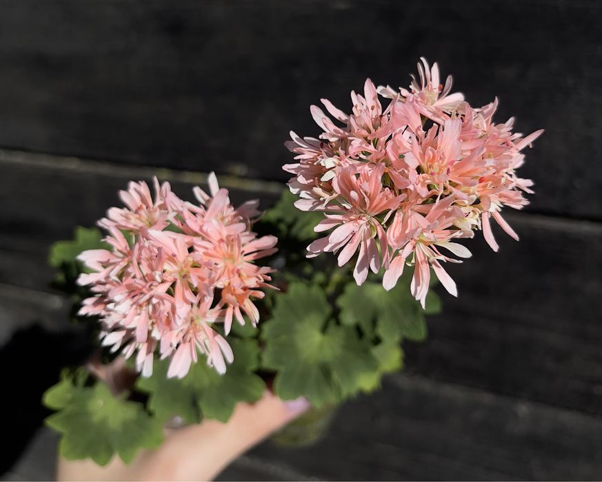 Пеларгонія Bev Foster пеларгония: 55 грн. - Кімнатні рослини Київ на Olx