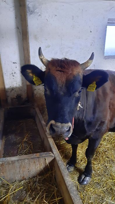 Krowa Jersey - zacielona. Lniano • OLX.pl