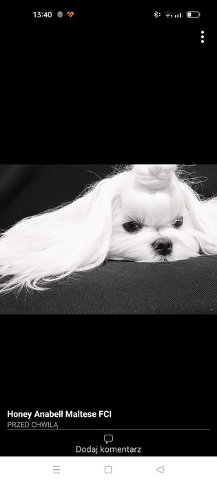 Reproduktor FCI Champion Polski malutki śliczny chlopiec Gdańsk Brzeźno • OLX.pl