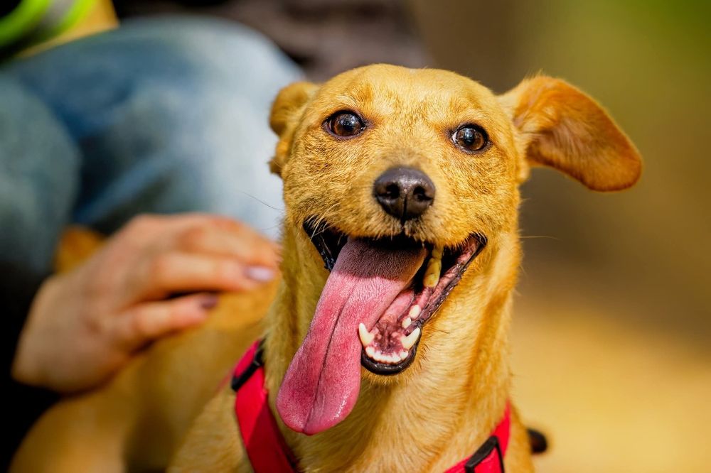 Lemon, mlody i energiczny w typie jack Russell Radom • OLX.pl