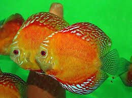 Paletki Dyskowce - Akwarystyka - OLX.pl