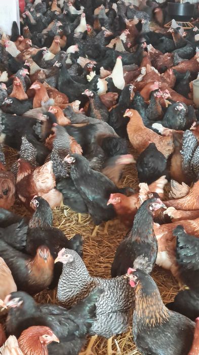 KURY KURKI MŁODE nioski rosa1 kolorowe.Kury z dowozem Gratis. FERMA ...