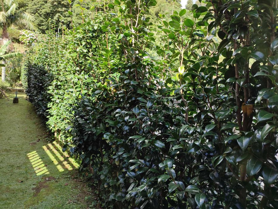 Camélias / Japoneiras para sebes vivas Povoação • OLX Portugal