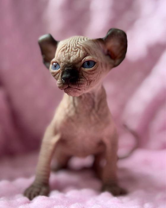 Sfinks niebieskooka kotka Łódź Śródmieście • OLX.pl