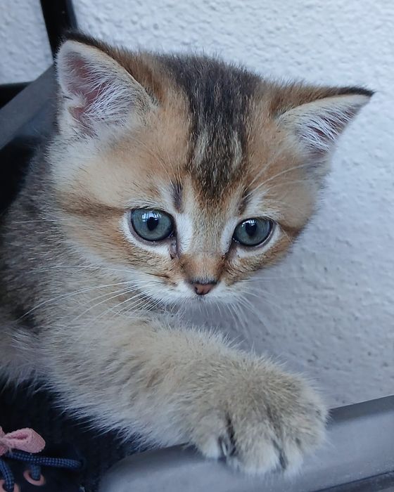 Scottish straid Algueirão-Mem Martins • OLX.pt