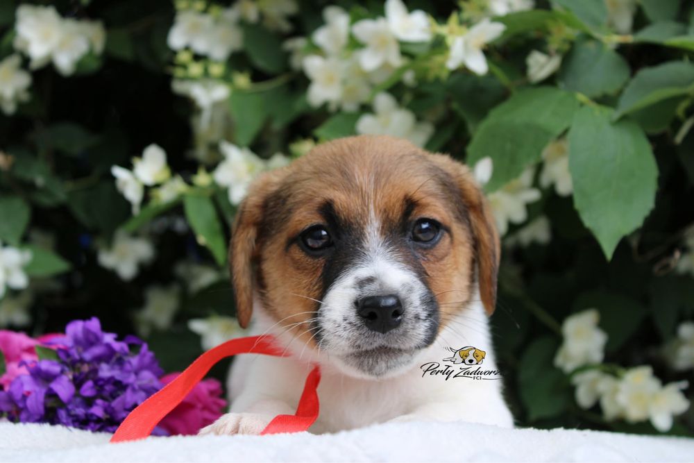 Wyajtkowy Piesek Jack Russell Terrier ZKwP FCI Kraków Bronowice • OLX.pl