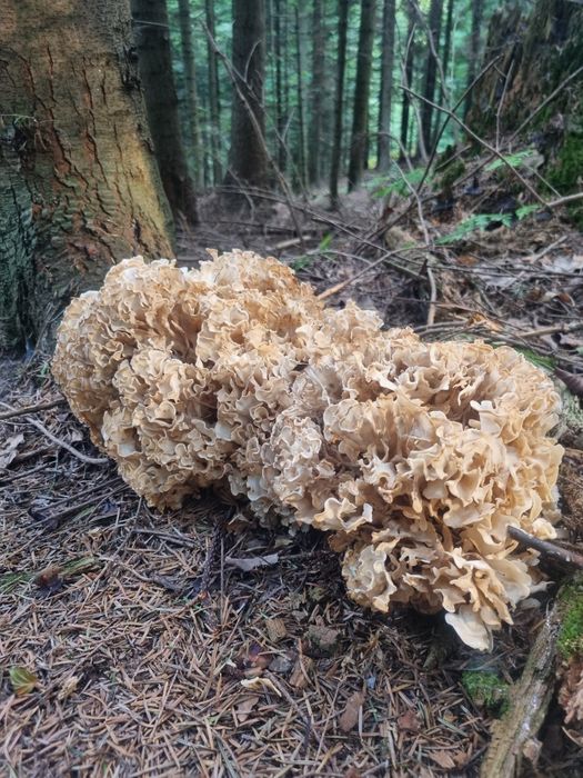 Siedzun sosnowy Kozia broda suszon 2024 grzyby Prozdrowotne Brzozów ...