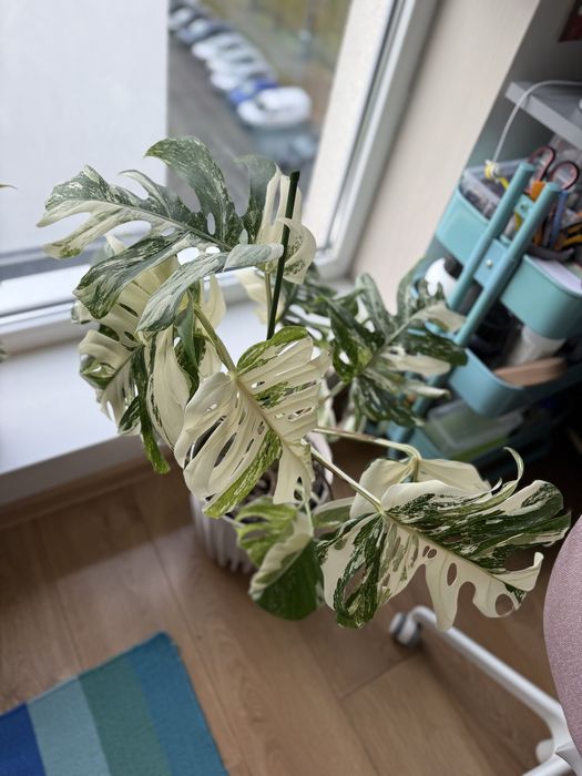Monstera variegata big form sadzonka szczytowa Kraków Prądnik Biały ...