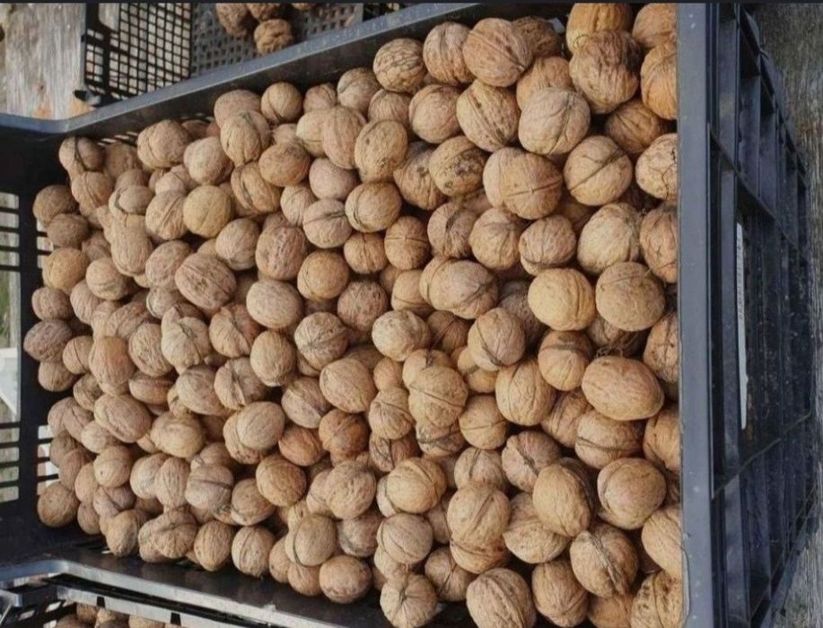 Orzechy włoskie 8 kg wysyłka olx paczkomat świeże tegoroczne z ogrodu Warszawa Białołęka • OLX.pl