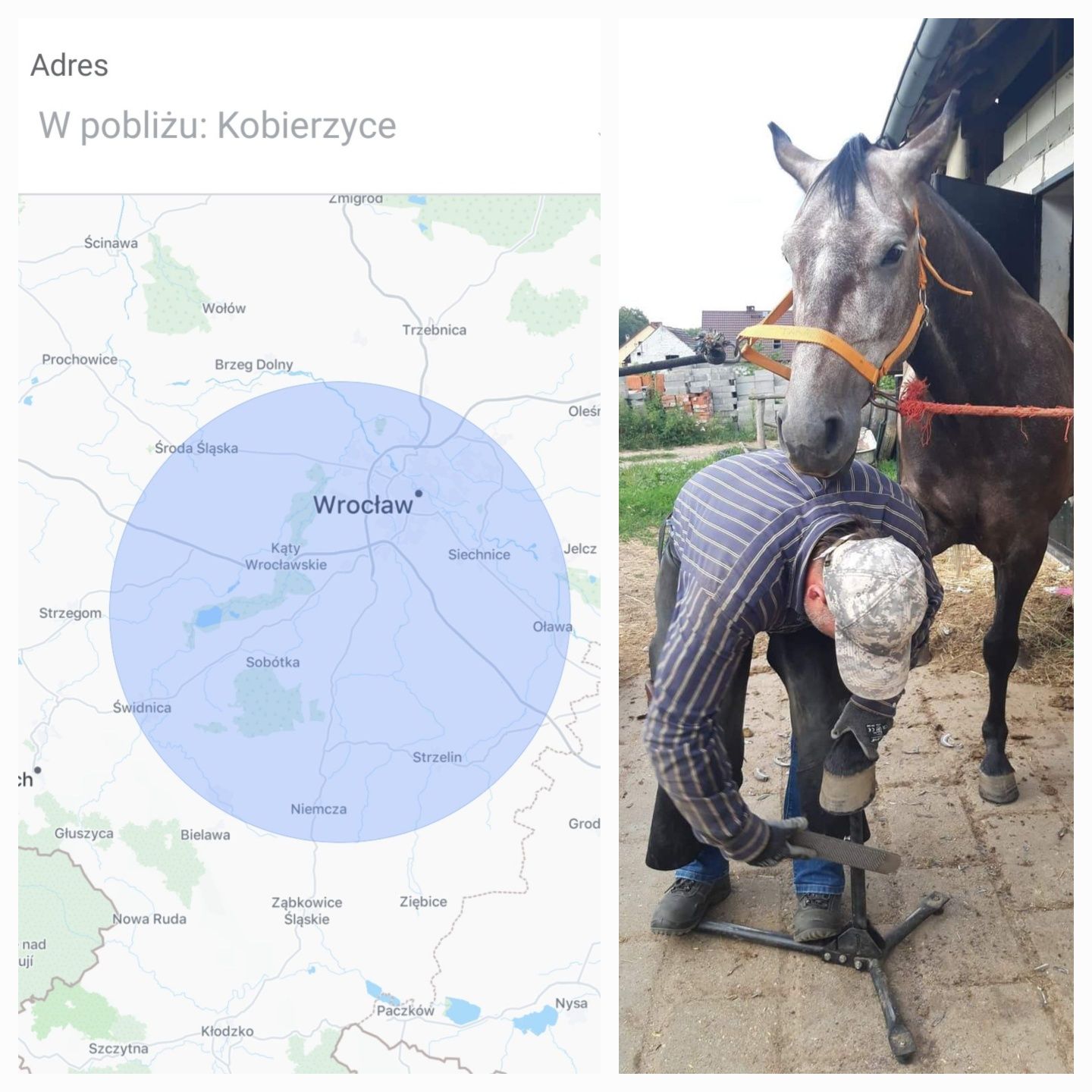 Werkowanie, struganie kopyt koni Kobierzyce • OLX.pl Werkowanie, struganie kopyt koni Kobierzyce • OLX.pl