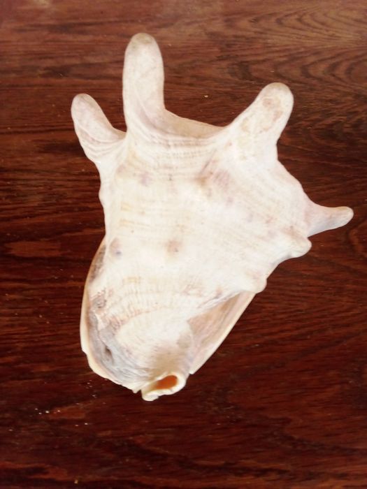 Búzio gigante de Moçambique Tomar (São João Baptista) E Santa Maria Dos ...