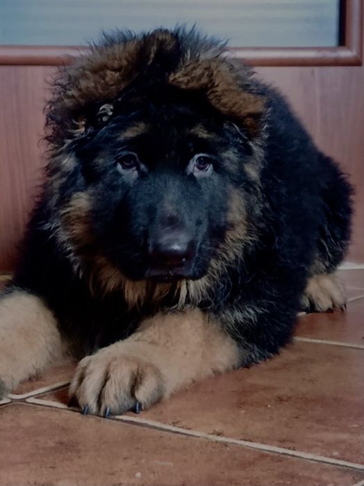 Owczarek niemiecki dlugowlosy szczeniak mocnej budowy grubej kosci ...