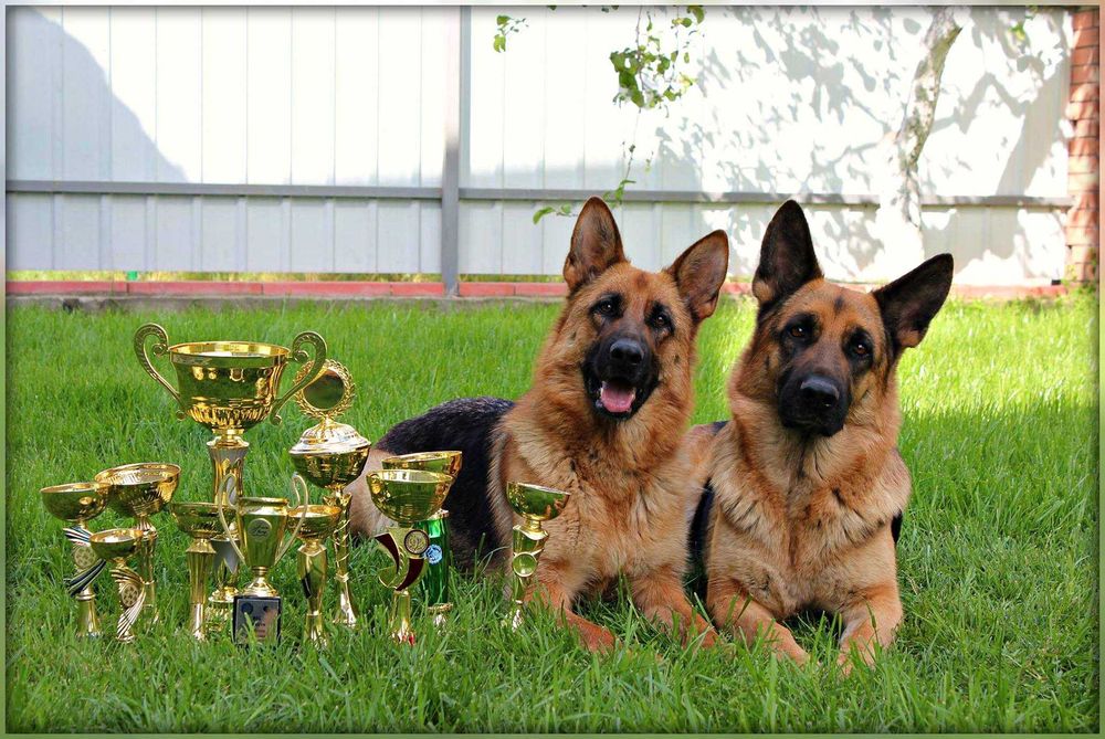 Нехай мрії збуваються - кращі цуценята німецької вівчарки. КСУ-FCI: 15 000 грн. - Собаки Київ на Olx