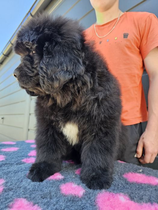 Nowofundland suczka ZKWP FCI doskonały rodowód Wągrowiec • OLX.pl