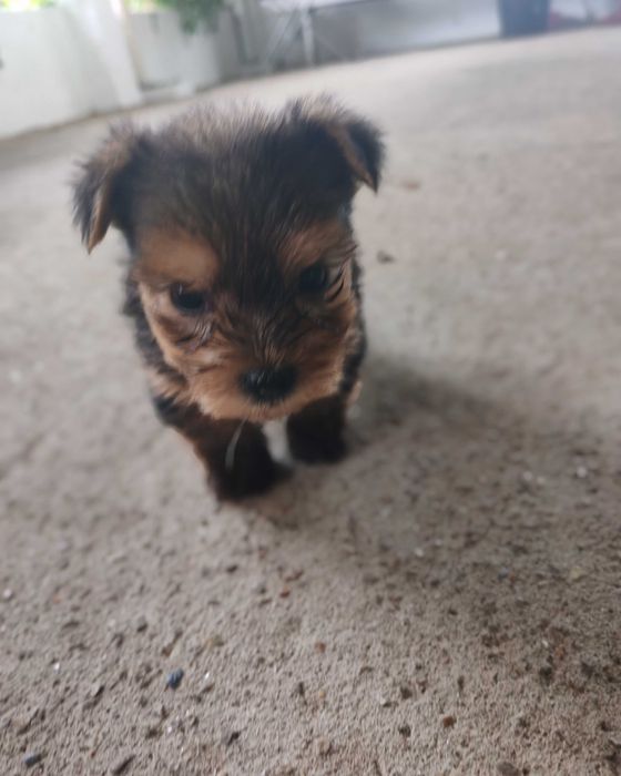 Yorkshire terrier TOY Monção E Troviscoso • OLX.pt