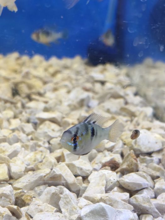 Ramirezi German azul 3 cm Nogueira E Silva Escura • OLX.pt