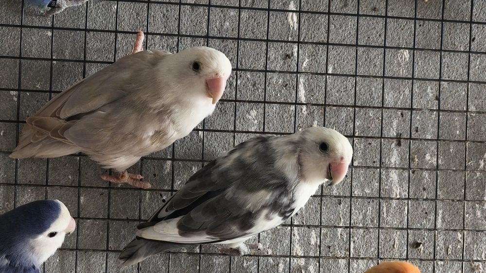 Casais de Agapornis roseicollis Seixo de Gatões • OLX.pt