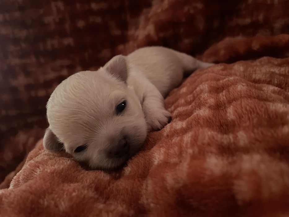 Chihuahua długowłosa***ZKwP/FCI*** Piekary Śląskie • OLX.pl