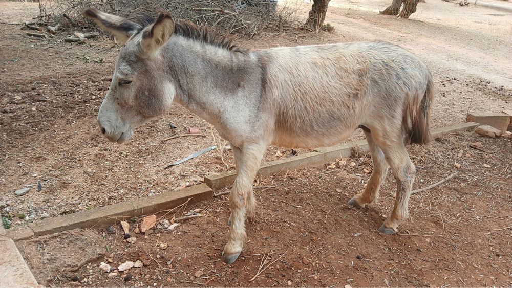 Vende-se 4 Burros em Portimao Portimão • OLX.pt
