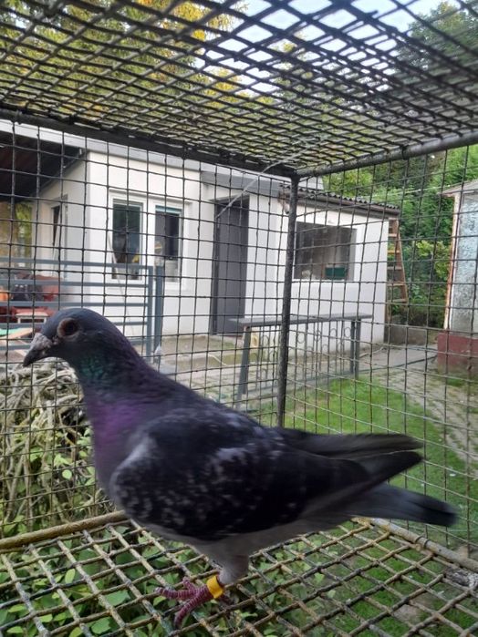 Golebie pocztowe Likwidacja Rozpłodu Chełmno • OLX.pl