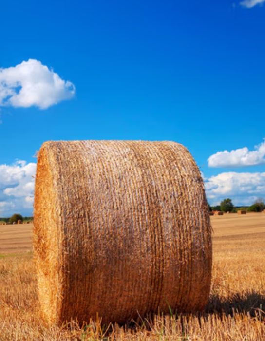 Słoma w belach 2024r Nowa Wieś Legnicka • OLX.pl