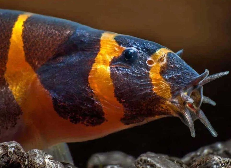 Cierniooczek sumatrzański - Piskorek Kuhla - Pangio - dowóz, wysyłka ...