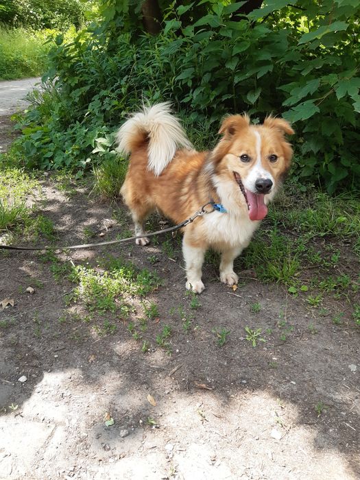 Super pieski ze schroniska do adopcji. Olkusz • OLX.pl