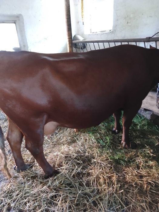 Krowa polska czerwona ,simental Jodłowa • OLX.pl