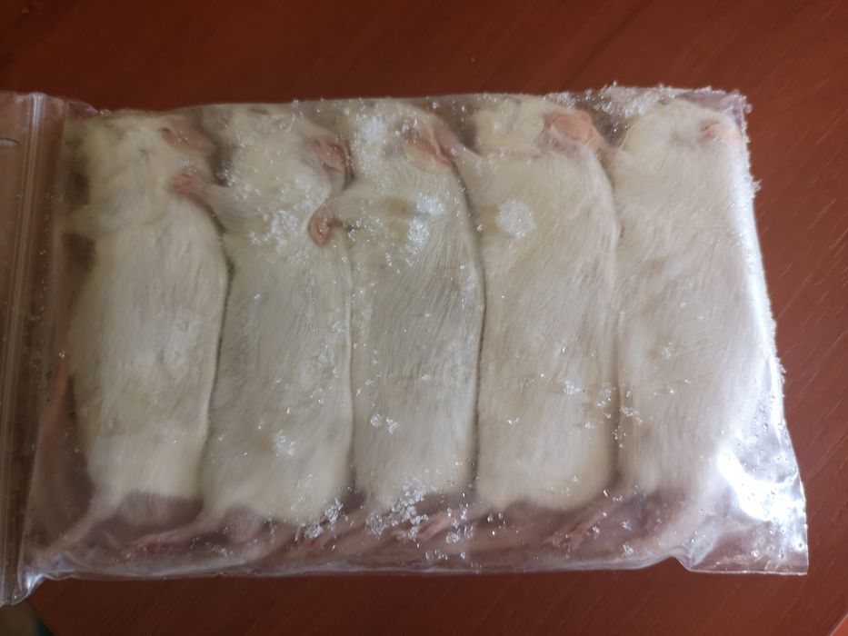 Karmówka Myszy - OLX.pl