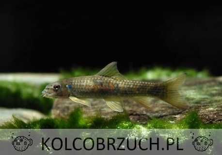 Brzana ssąca - Garra rufa - Cudak kamienny - ryba doktor - dowozimy ...