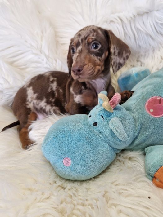 **MARLEY**jamnik miniaturowy piesek choco merle do rezerwacji ...