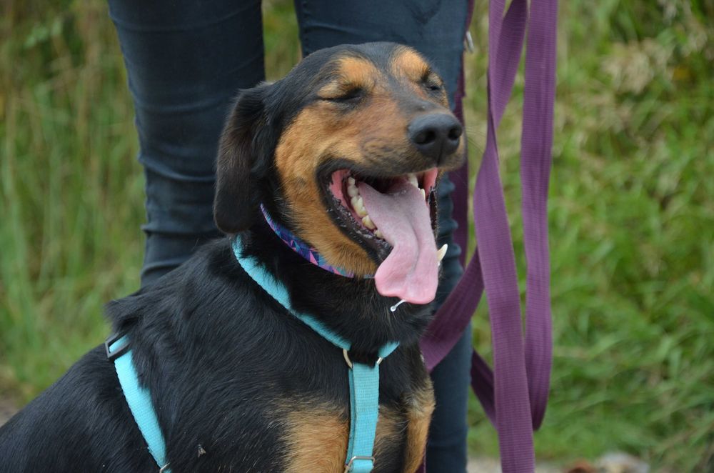 Hugo - radosny, energiczny młodziak, wpatrzony w człowieka - adopcja ...