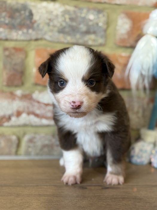 Amerykański owczarek miniaturowy FCI - Kelemenki Spices Red Pepper ...