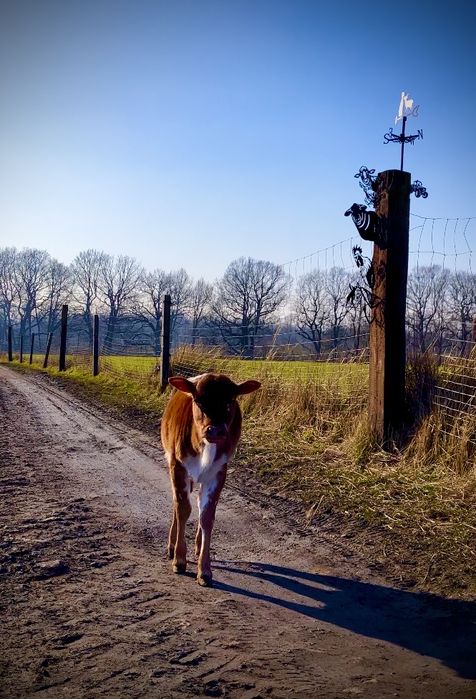 Rezerwacja 2025/Krowka Zebu karłowate/ byczek zebu / mini krowa ...