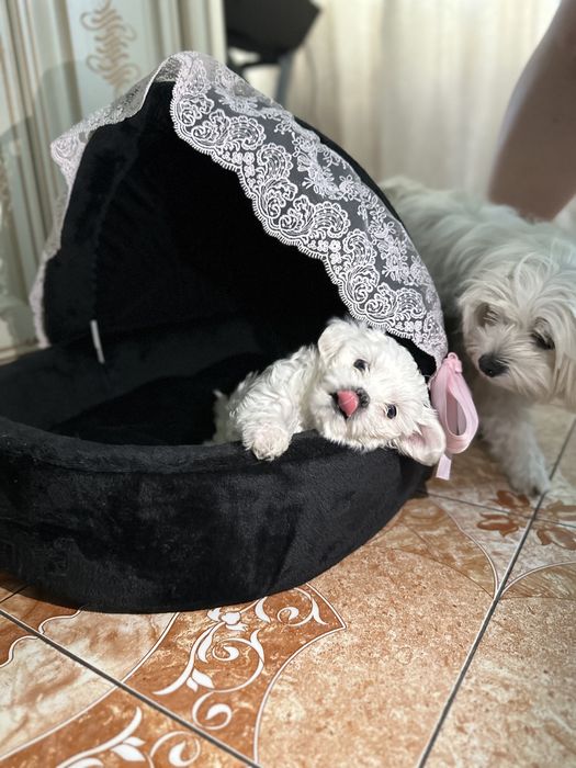 Щенки мальтійської болонки мальтезе: 16 000 грн. - Собаки Львів на Olx