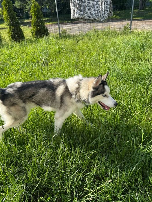 rasowe psy - oddaj za darmo na OLX! Dodaj ofertę | OLX Oddam za Darmo