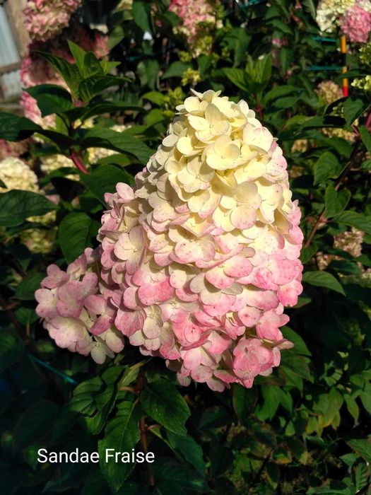 Гортензия Pastelgreen,Petit star, Diamontino,Frambousine, Mojito: 200 ...