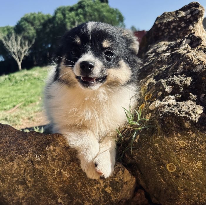 Spitz Anã Amiga e Companheira Arruda dos Vinhos • OLX.pt