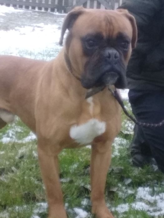 Pies bokser dwuletni Poświętne • OLX.pl