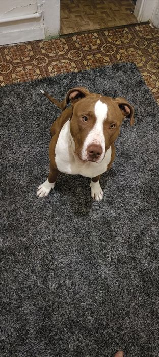 Dou red nose 9 meses Areeiro • OLX.pt