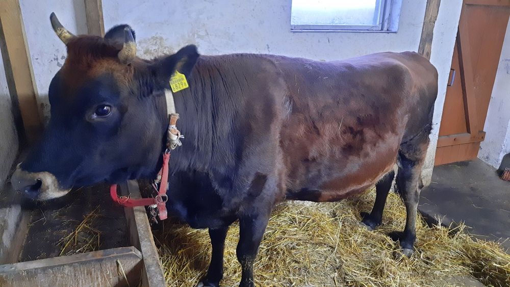 Krowa Jersey - zacielona. Lniano • OLX.pl