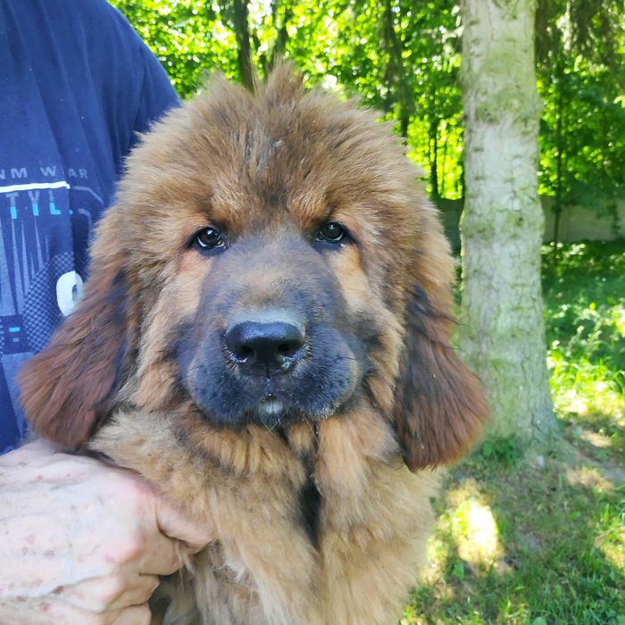 Mastif tybetański szczeniak FCI Prabuty • OLX.pl